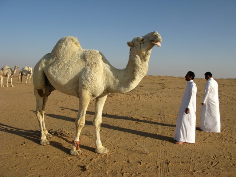 Saudi Arabia to USA: an inspiring education journey - A Born Traveller
