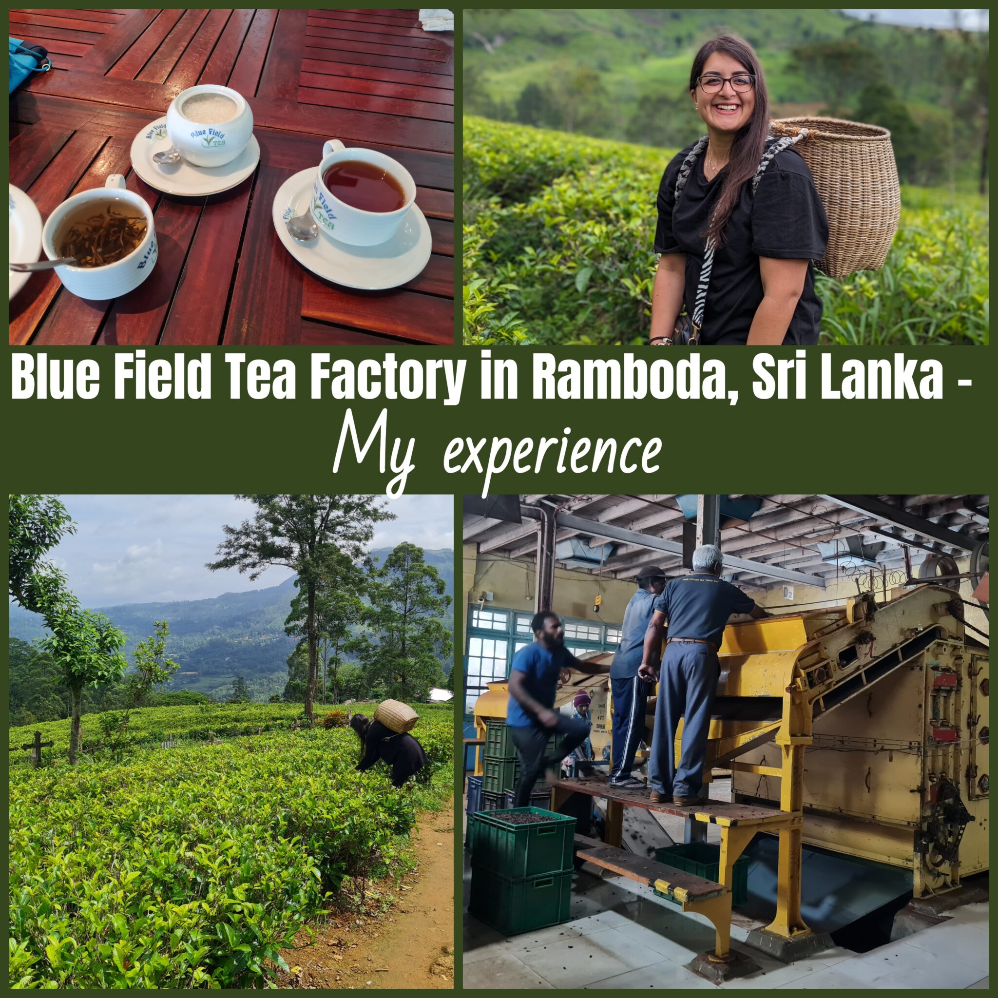 Blue Field Tea Factory in Ramboda, Sri Lanka – my experience - A Born ...