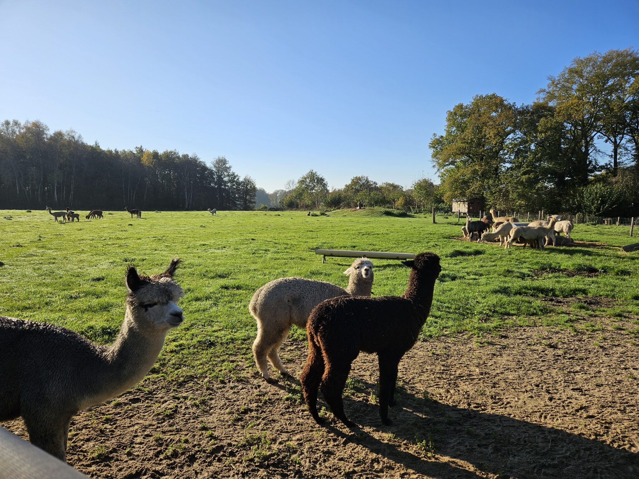 Meet Alpacas & unwind: A perfect weekend in Achterhoek, Netherlands - A ...